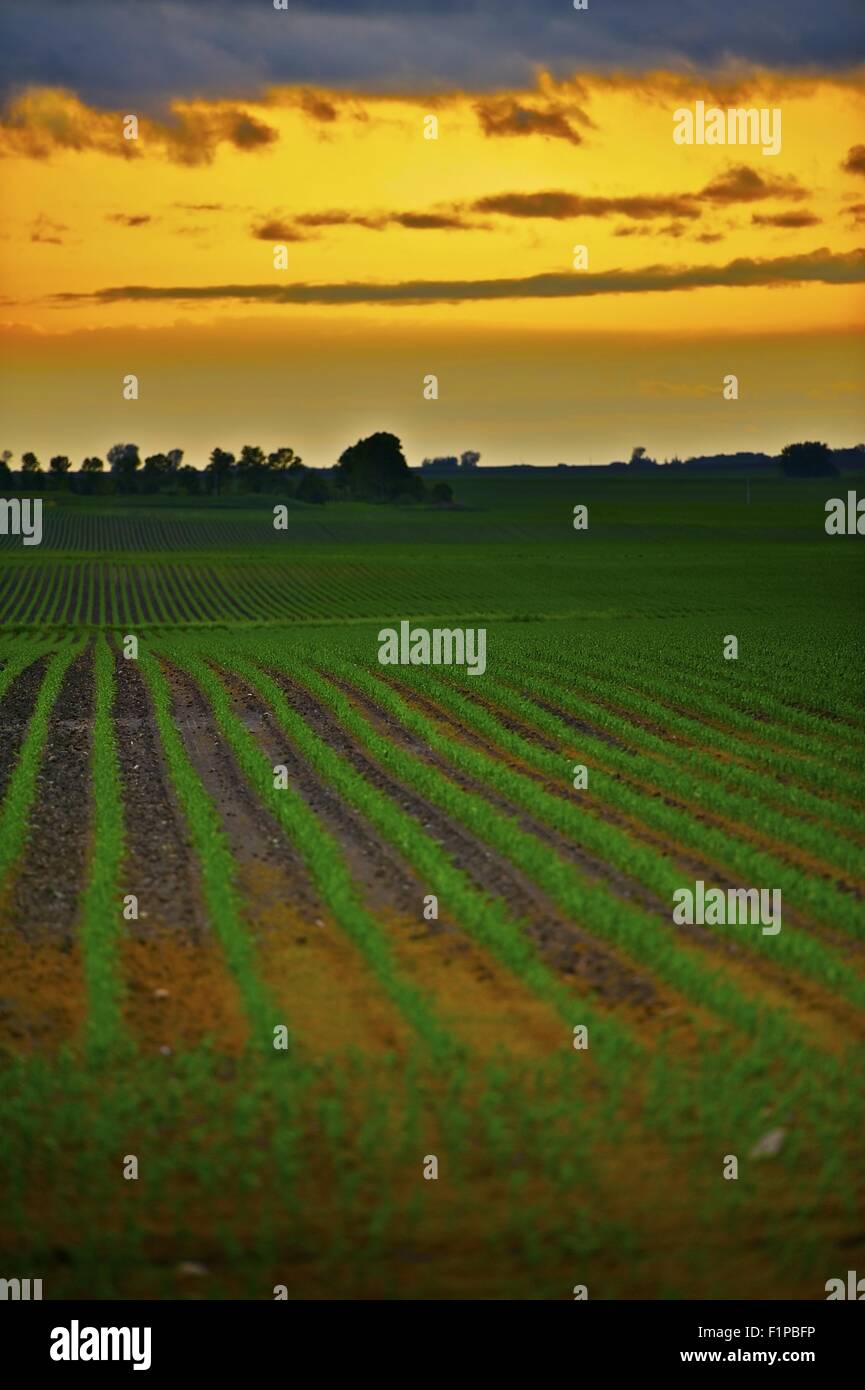 Corn Fields in Minnesota, USA. Corn Fields and the Sunset. Agriculture ...
