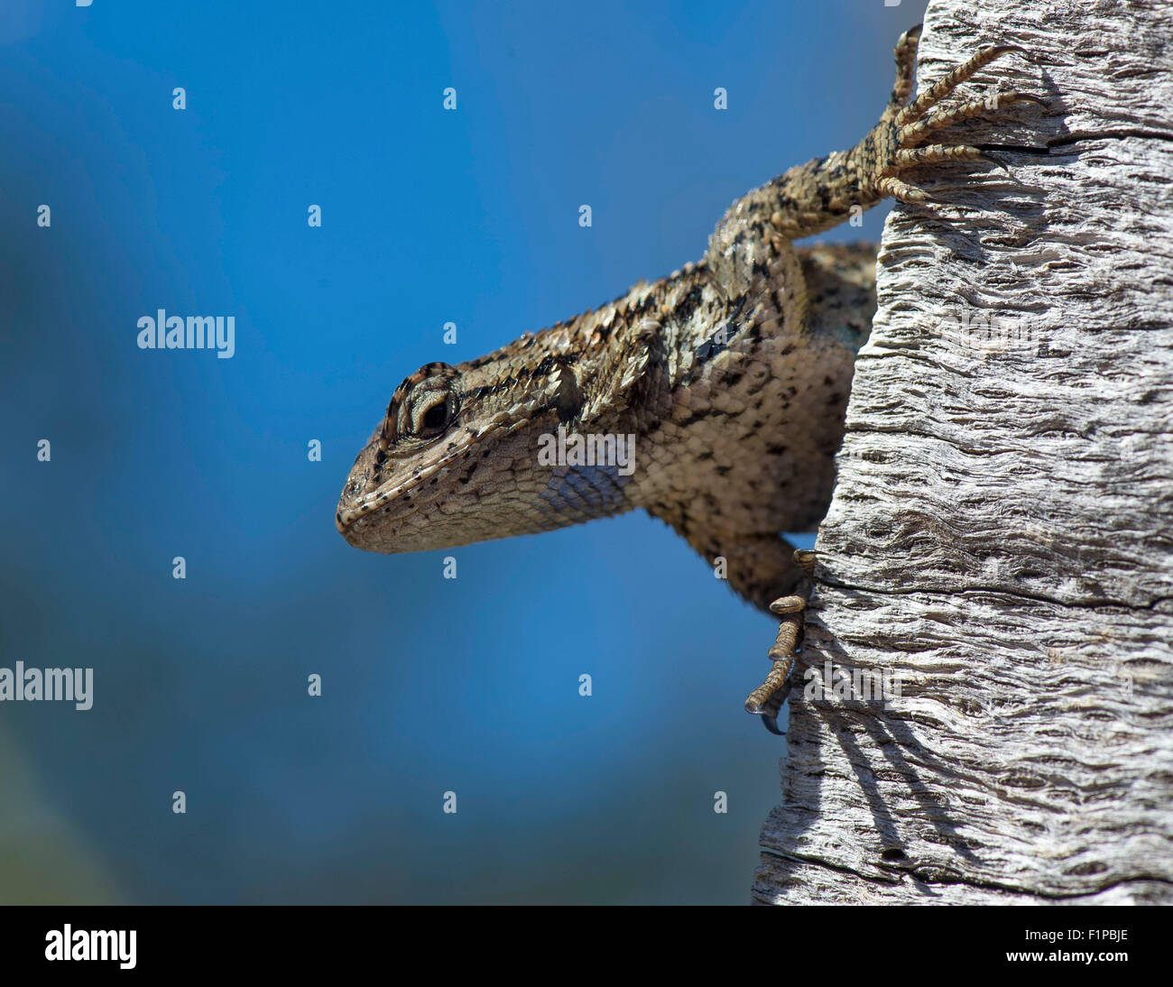 Elkton, Oregon, USA. 5th Sep, 2015. A western fence lizard, also known ...