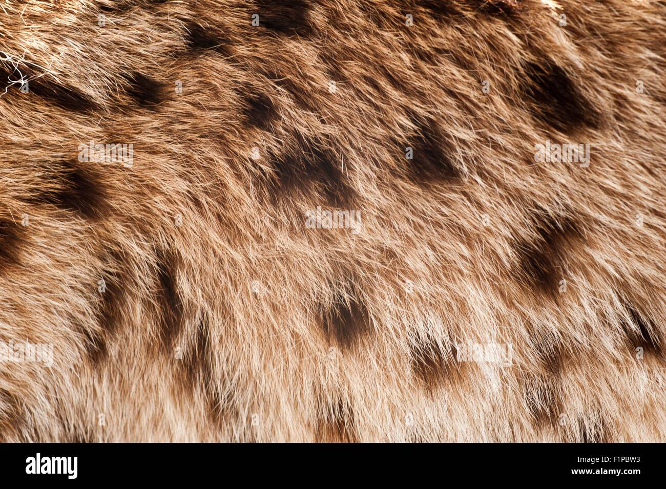 Lynx Coat Closeup - Real Lynx Fur Closeup Background Stock Photo - Alamy