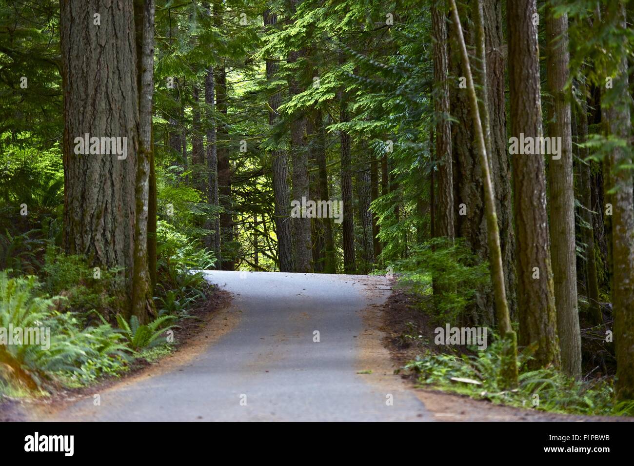 Rainforest Pavement Road - Olympic National Park, Washington USA. Large ...