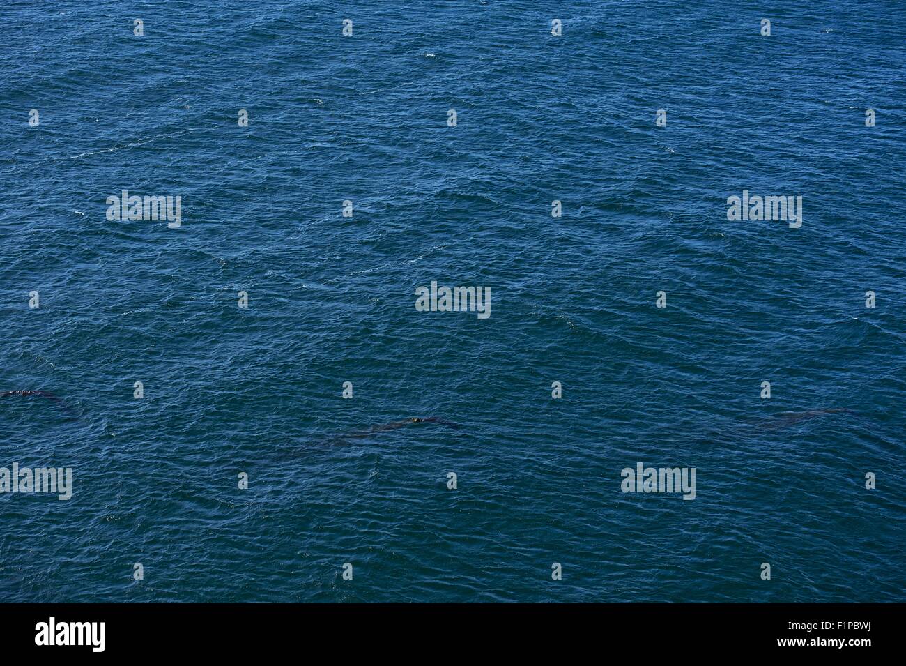 Ocean Surface Background - Dark Blue Ocean Surface. Nature Photo ...