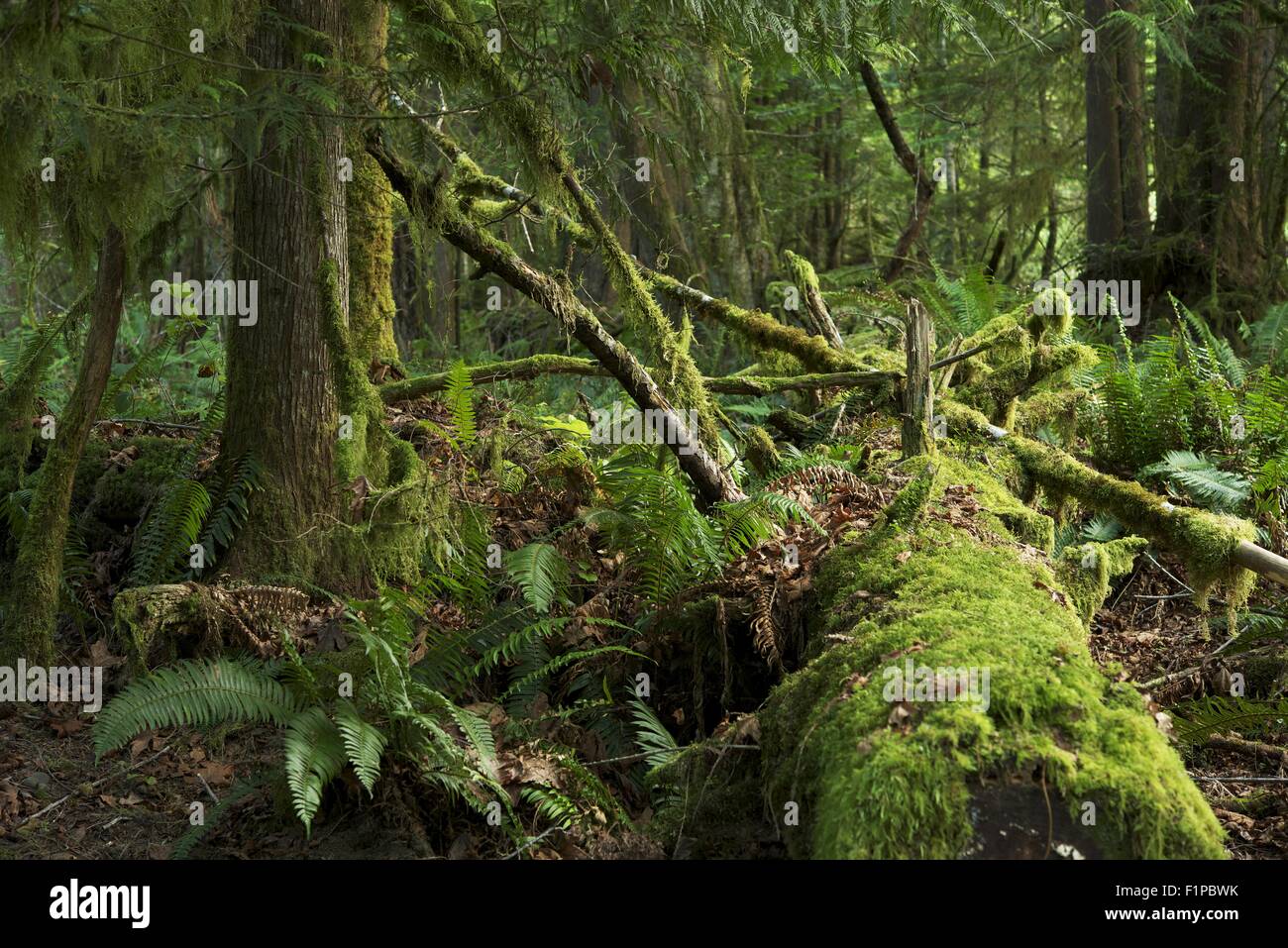 Mossy Rainforest of American Northwest. Washington State Rainforest ...