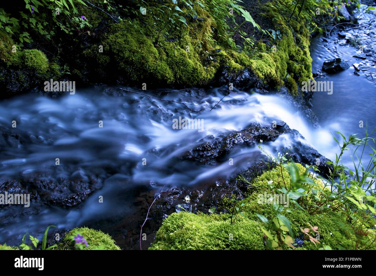 Stream and Mossy Stones - Mountain Stream in Olympic National Park ...