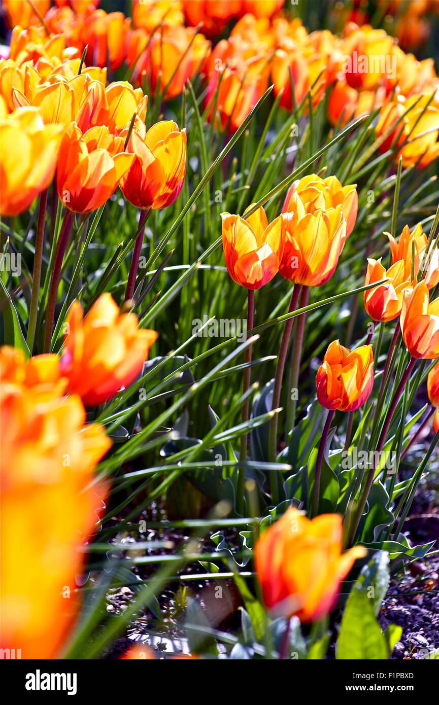 Orange Blossom Tulips - Spring Garden Theme. Orange Blossom Tulips ...