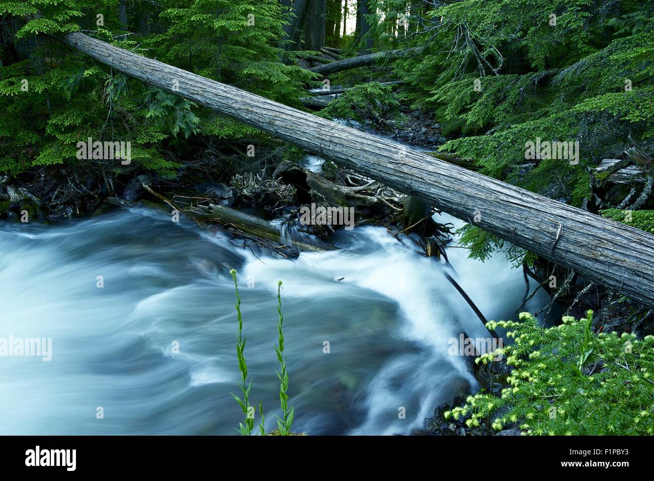 Water Creek - Small Mountain Stream in a Forest. Glacier National Park ...