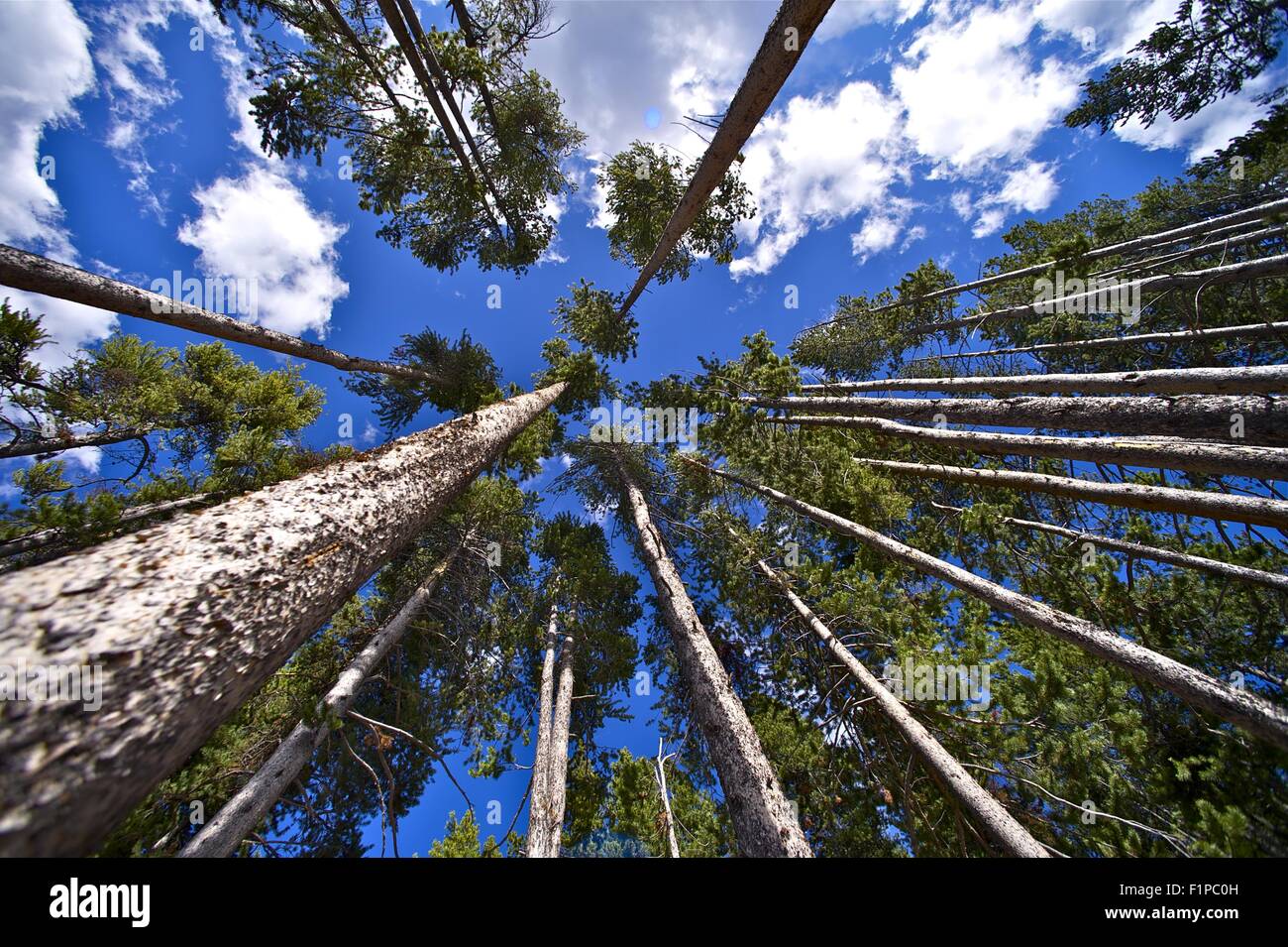 The Forest Above Us. Wide Angle Forest Photo. Nature Photo Collection ...