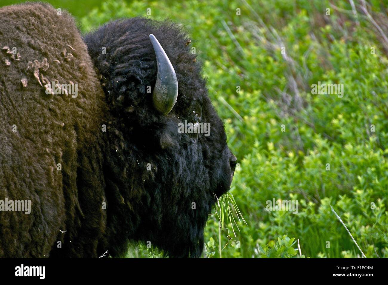 Bison / Buffalo Head Closeup. Wyoming, USA. Eating Grass American Bison ...