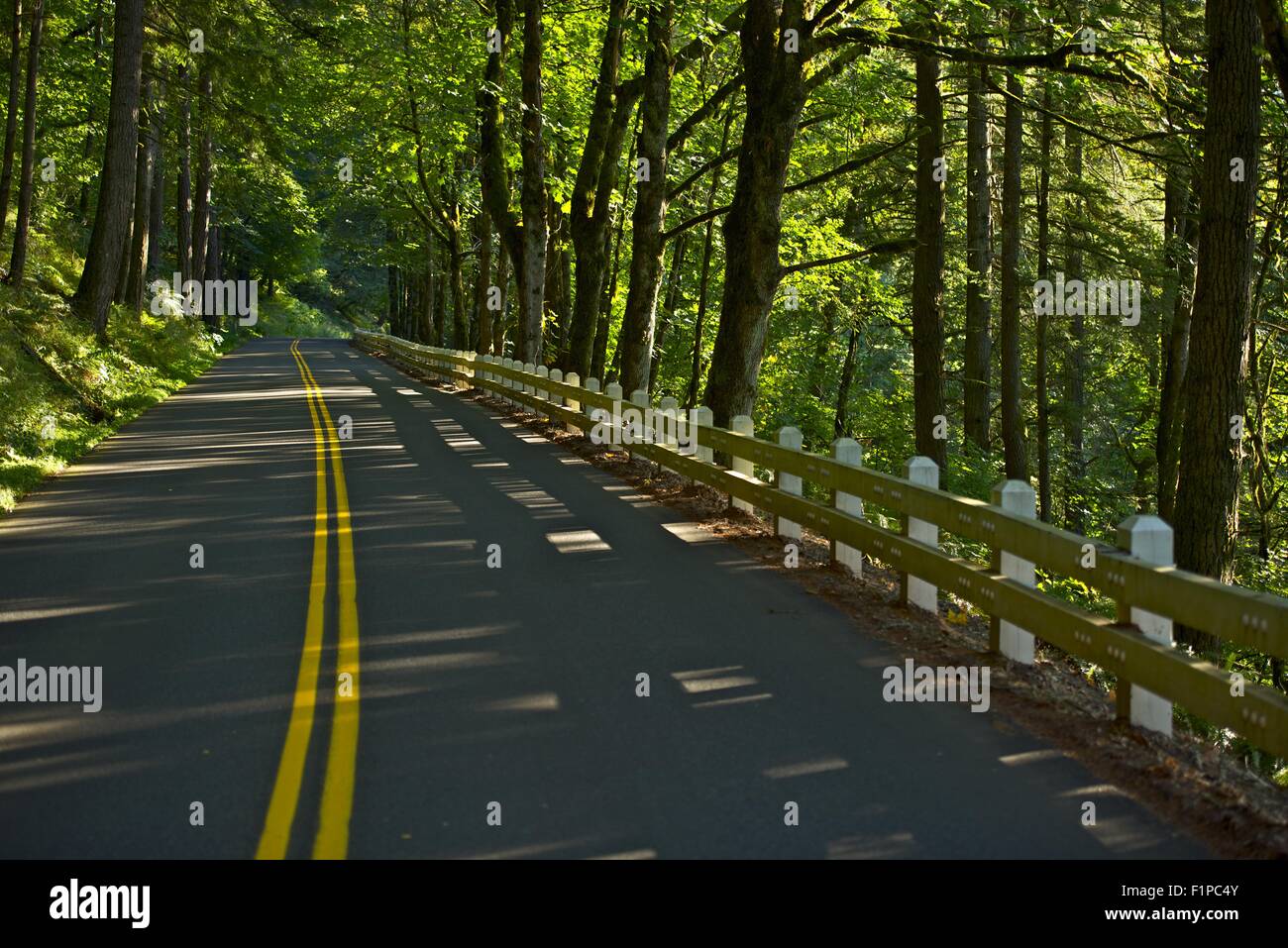 Forest Road in Oregon - Historic Oregon US 30 Route. Oregon Photo ...
