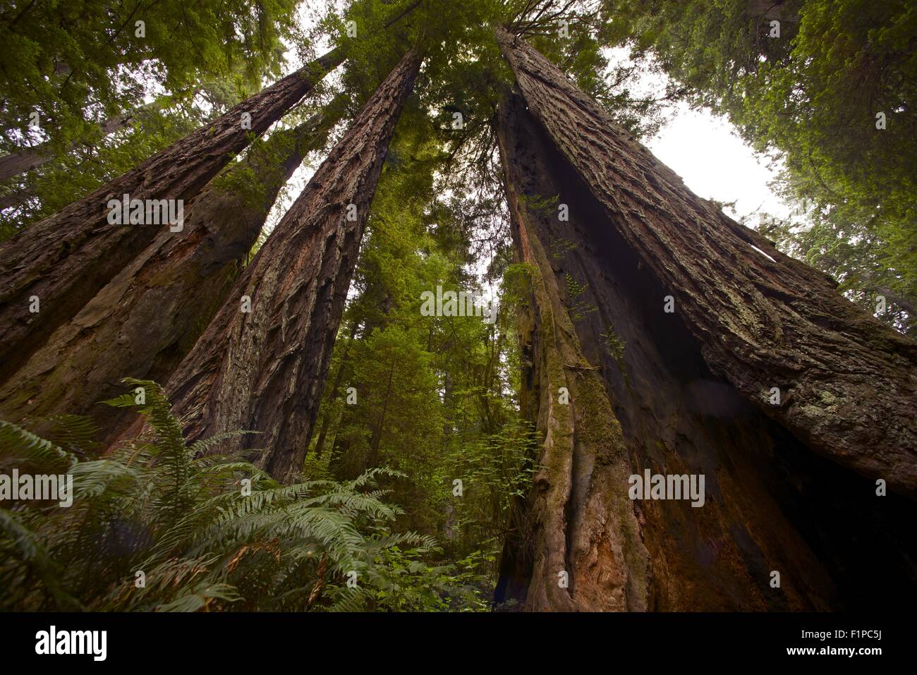 Coastal Redwood Forest - Northern California State, USA. Klamath, CA ...