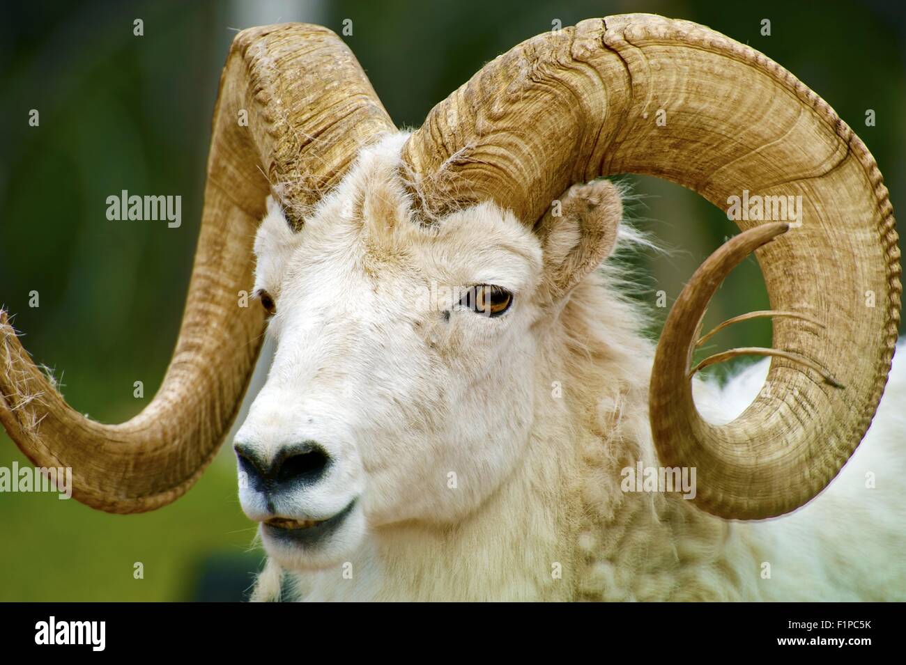 Dall Sheep Closeup / The Dall Sheep, Ovis Dalli, is a Species of Sheep Native to Northwestern ...