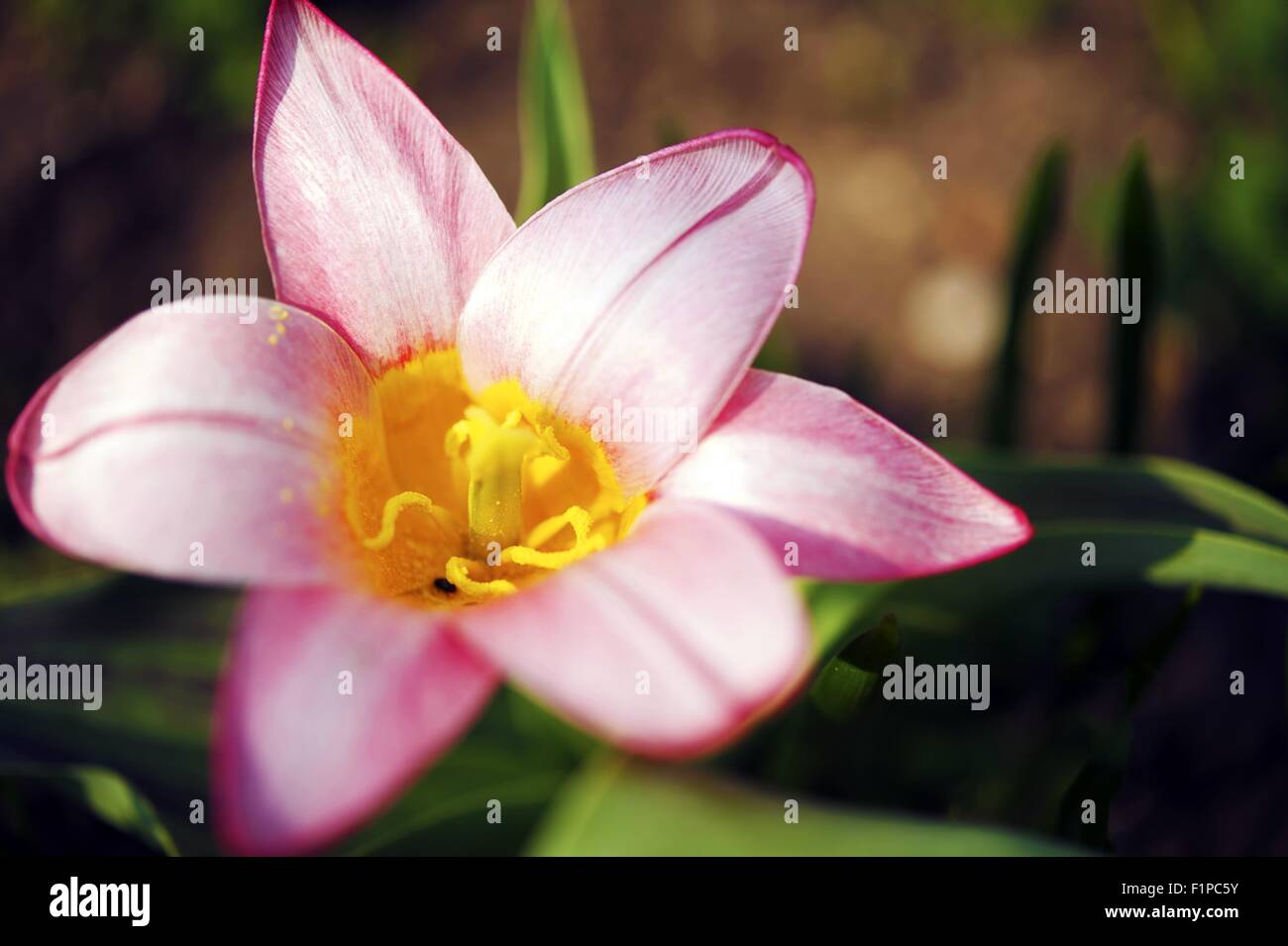 Blossom Pinky Flower Closeup. Flowers Photo Collection Stock Photo - Alamy