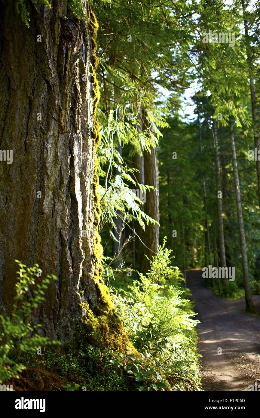 Forest Road with Red Cedar - Olympic National Forest Primitive Road ...