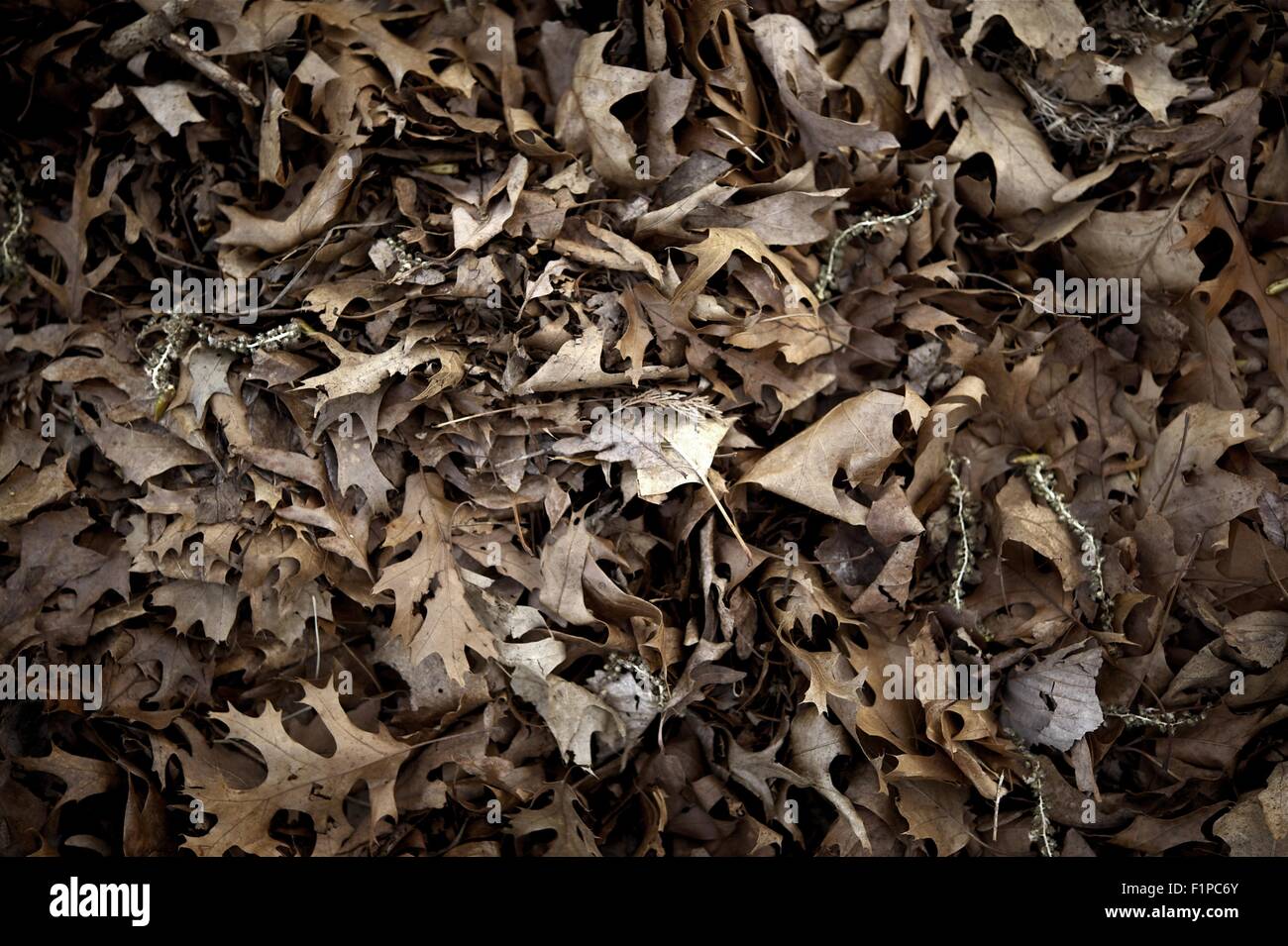 Fall Signs - Autumn Signs. Fall Leaves Background. Nature Photo ...