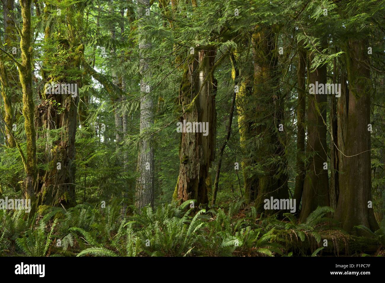 British Columbia Rainforest. Forest Landscapes Photography Collection ...