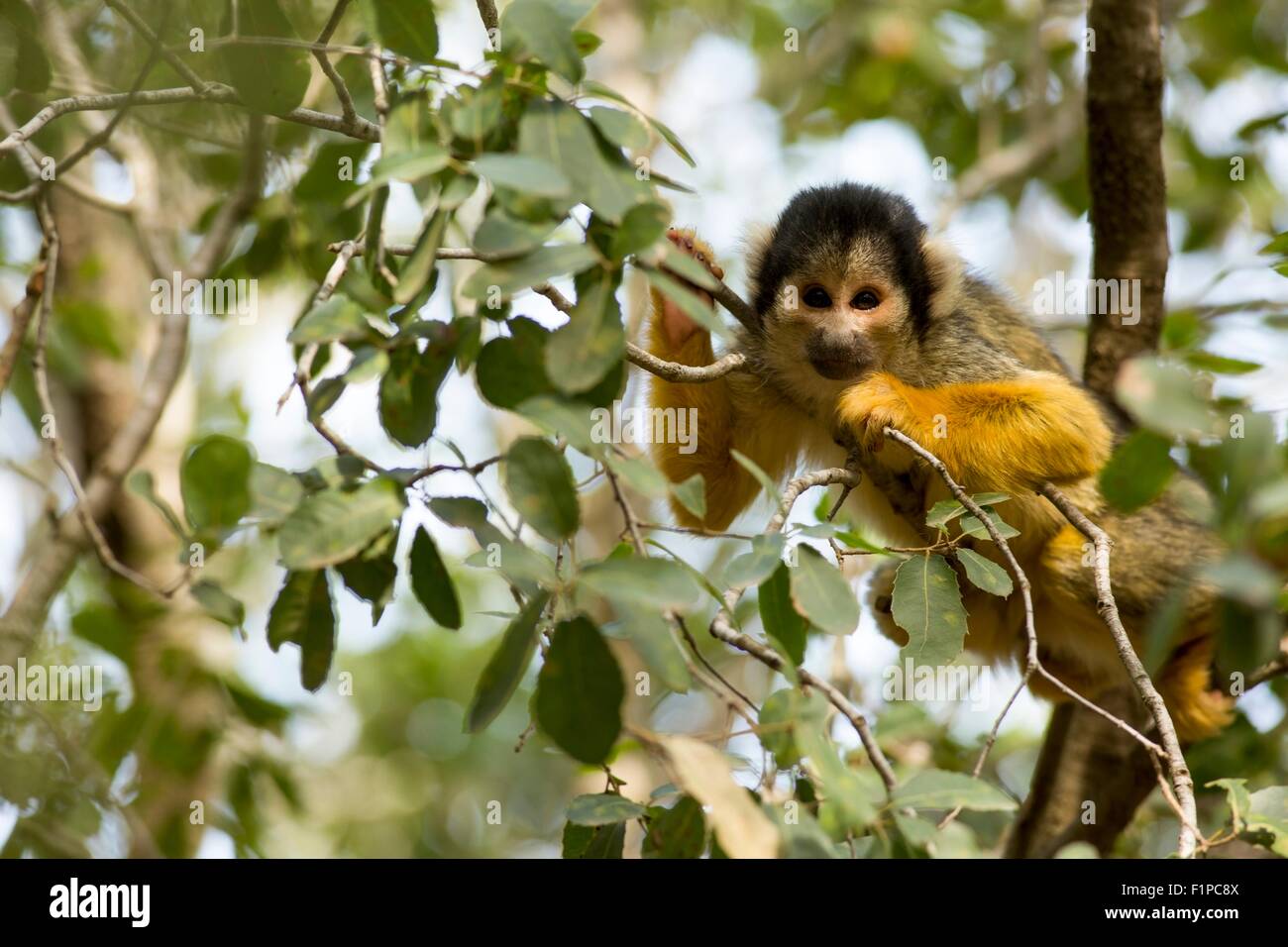 Squirrel monkey (Saimiri sciureus) in a tree This monkey is native to ...