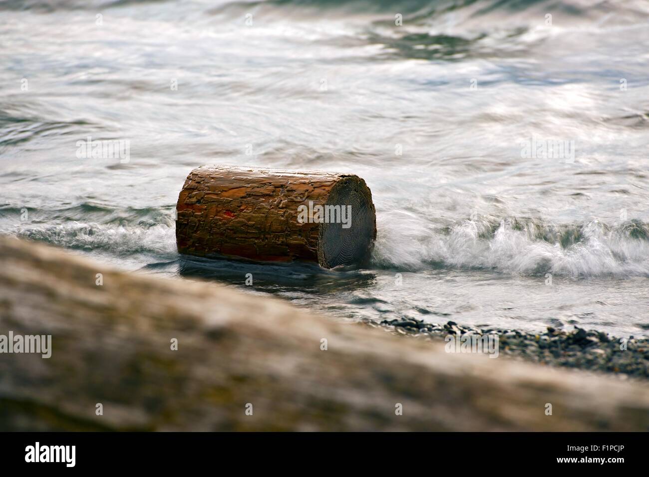 Log in the Water - Small Log in the Lake Water Stock Photo - Alamy