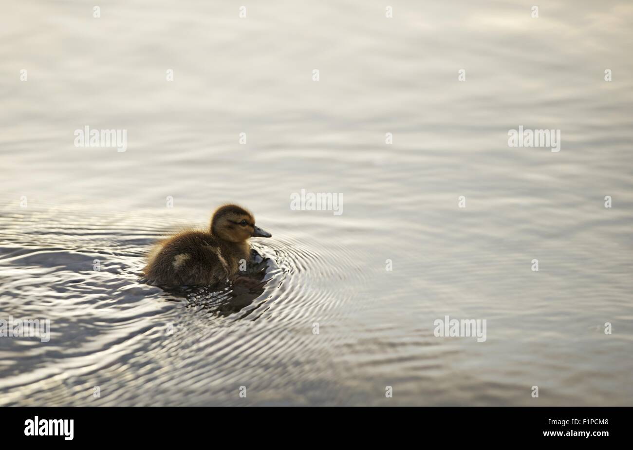 Shaggy duck hi-res stock photography and images - Alamy