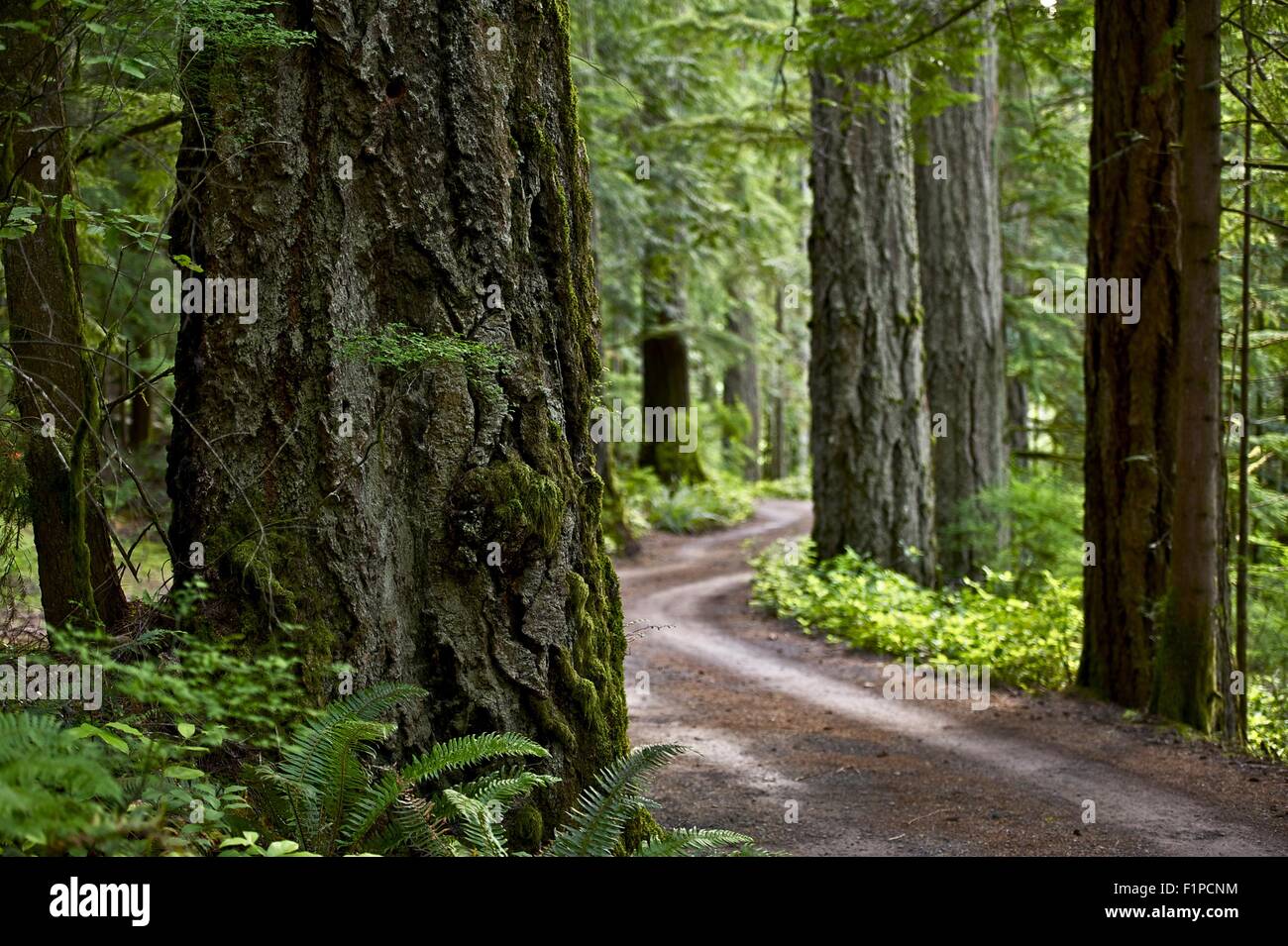 Primitive Forest Road - State of Washington, USA. Rainforest Landscape ...