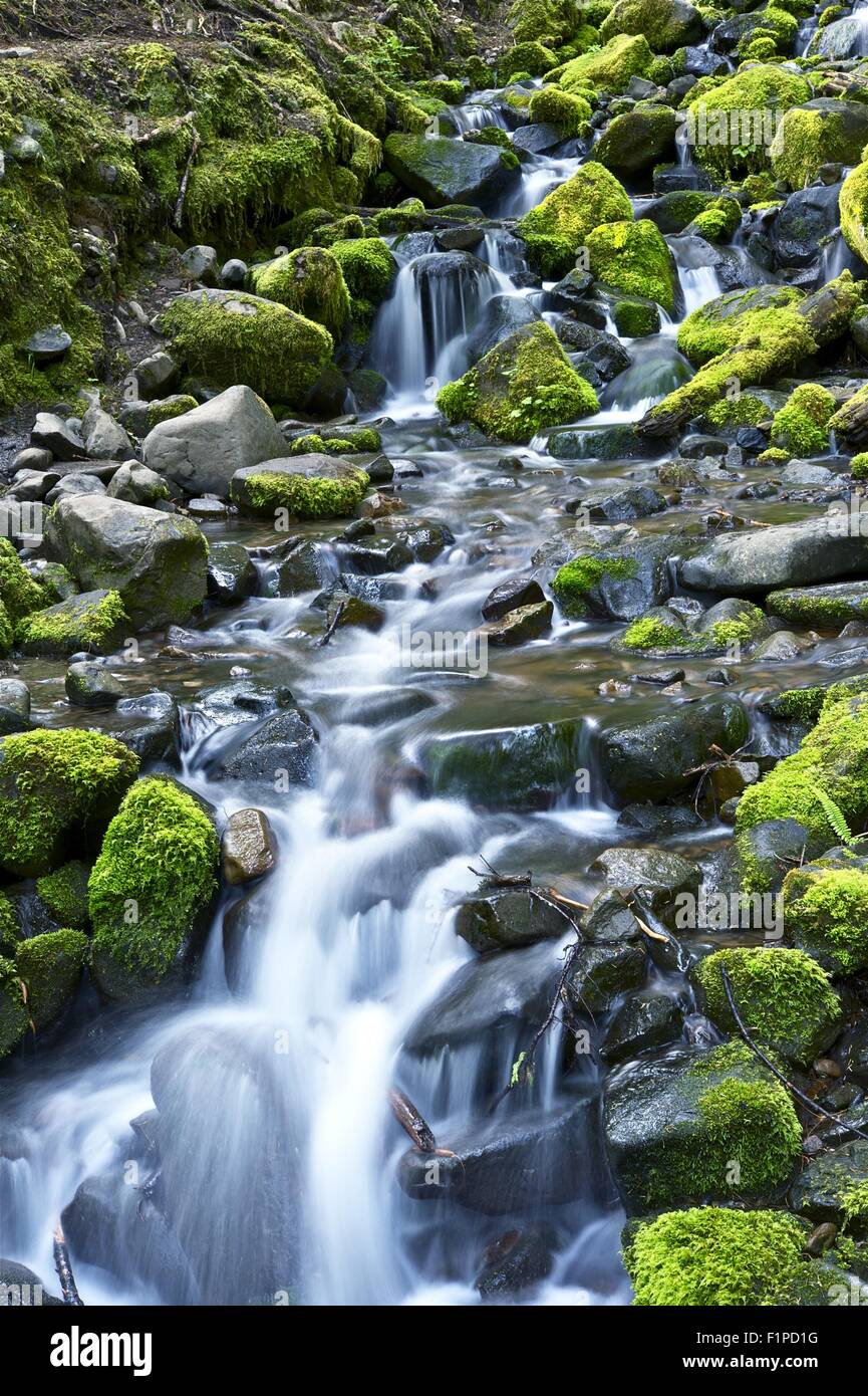 Northwest Pacific Rainforest - Mountain Stream Theme. Vertical ...