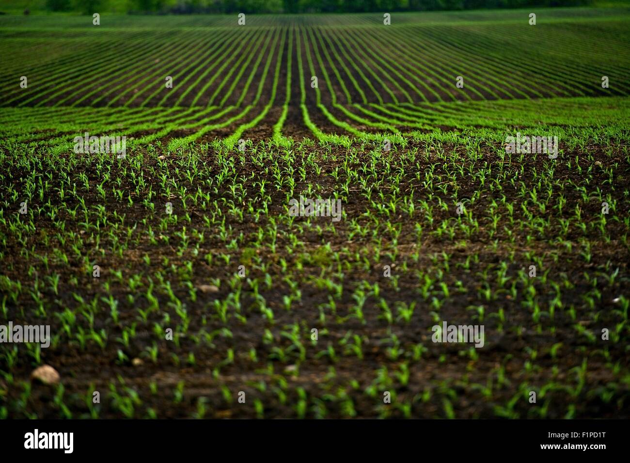Corn Fields - Agriculture Photo Theme. Small Corn Plants Horizontal ...