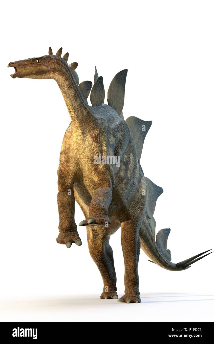 Stegosaur dinosaur, computer illustration Stock Photo - Alamy