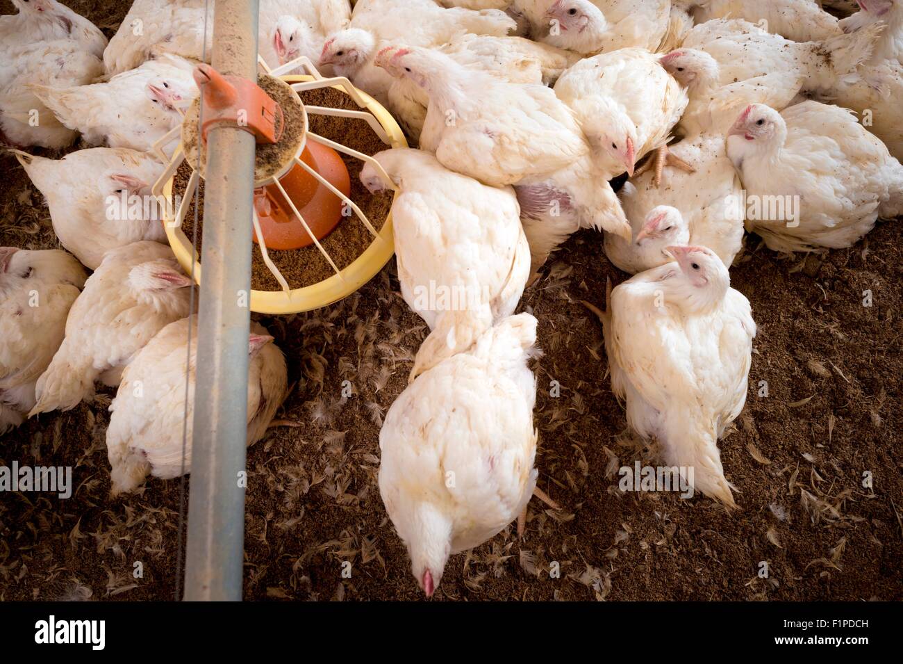 Poultry barn trough hi-res stock photography and images - Alamy