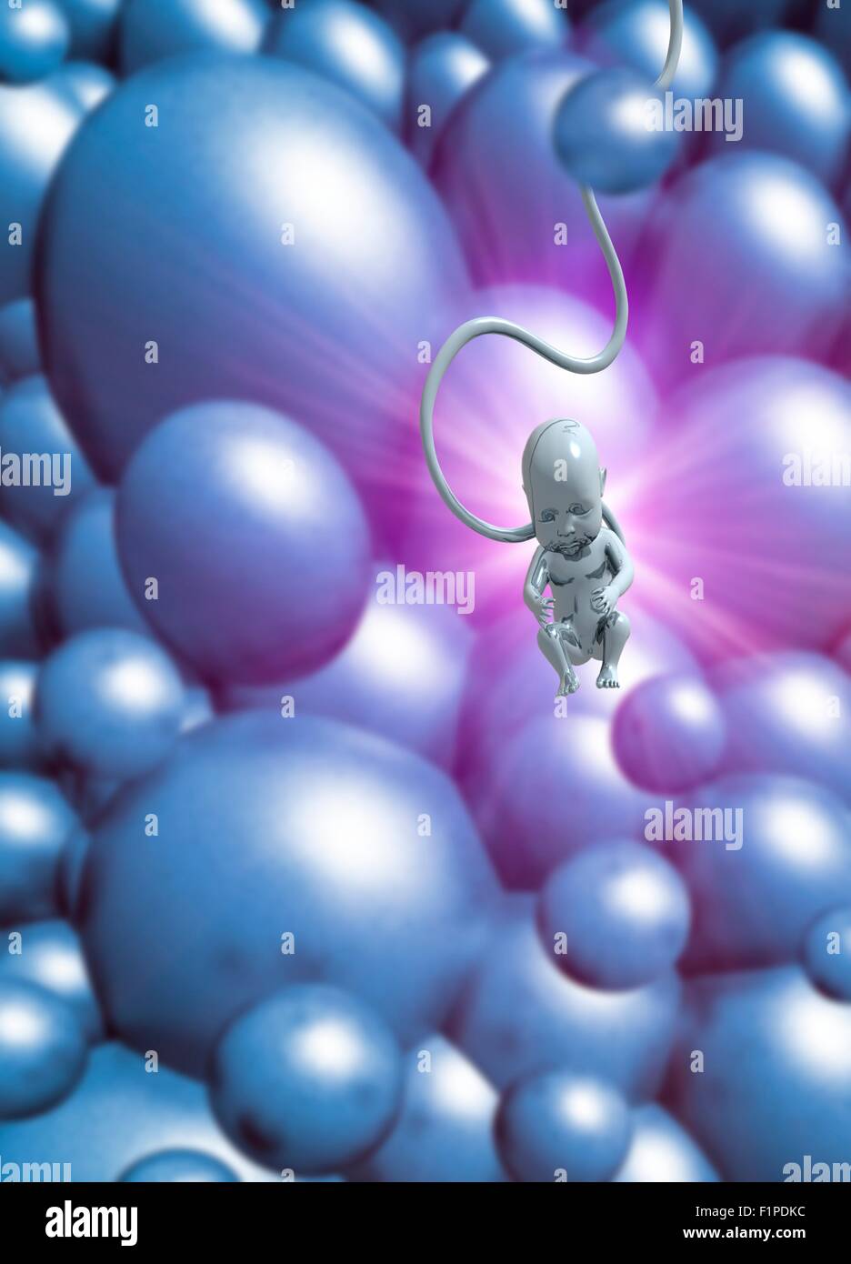 Human fetus development hi-res stock photography and images - Alamy