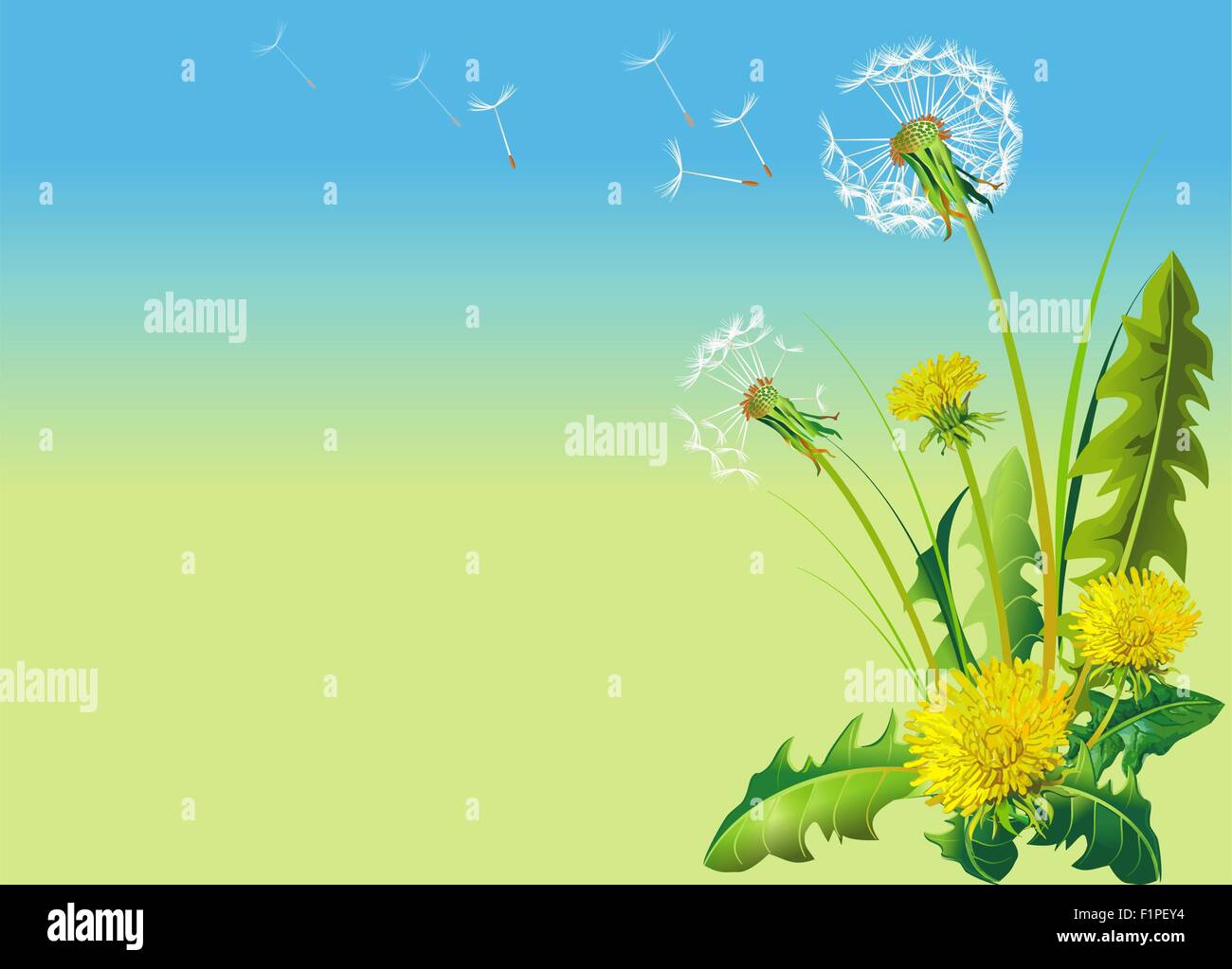 Dandelion Rasterized Vector Illustration. Horizontal Dandelion ...