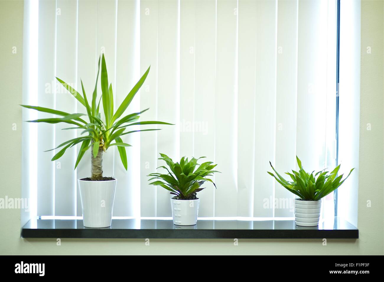Plants for Window Decoration. Office Window Stock Photo - Alamy