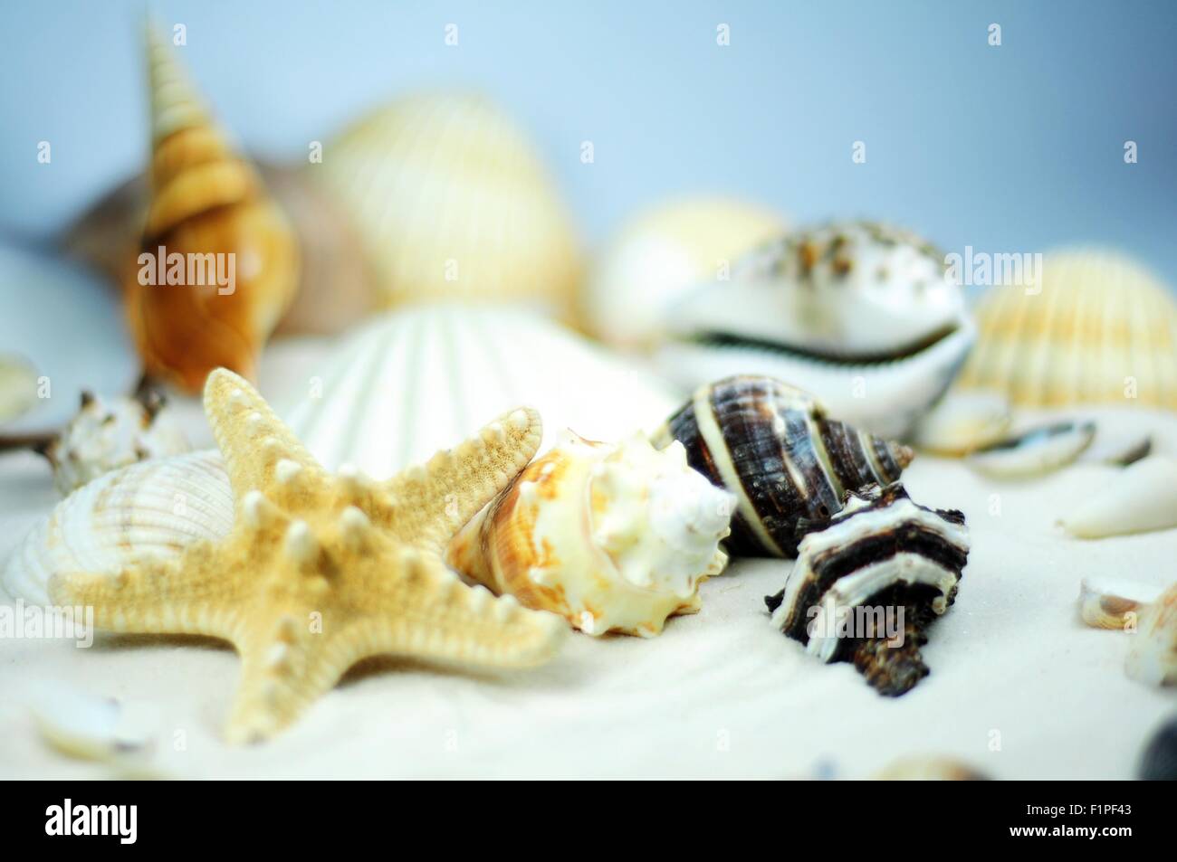 Oceanic shells hi-res stock photography and images - Alamy