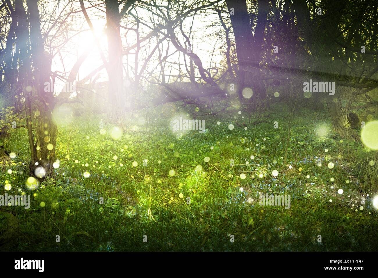 Fantasy Forest Abstract Theme. Sunlight, Sun Rays, FLying Particles ...