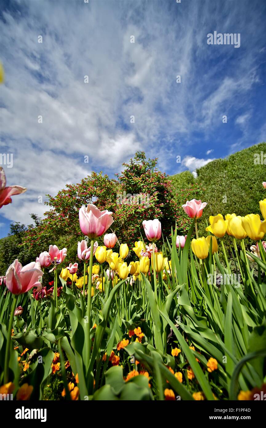 Summer Tulips Garden Vertical Photo. Beautiful Summer Day in the Tulips ...