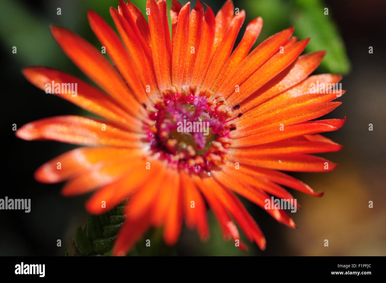 Small Red Flower in Macro Photography. Flowers Photo Collection Stock ...