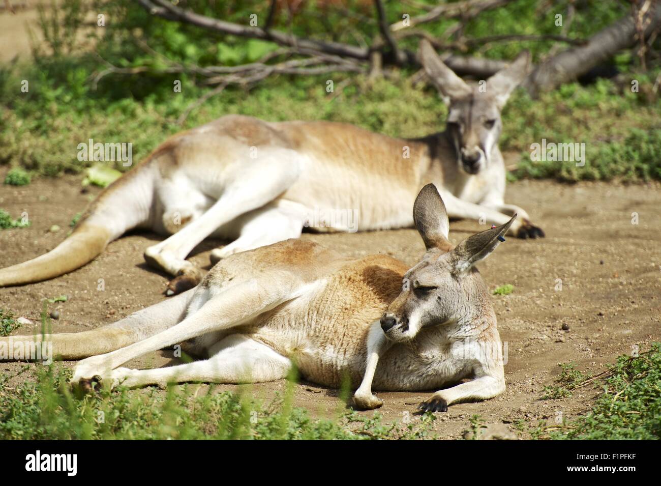 Kangaroos Laying on Native Grassland. Two Adult Kangaroos. Kangaroos ...