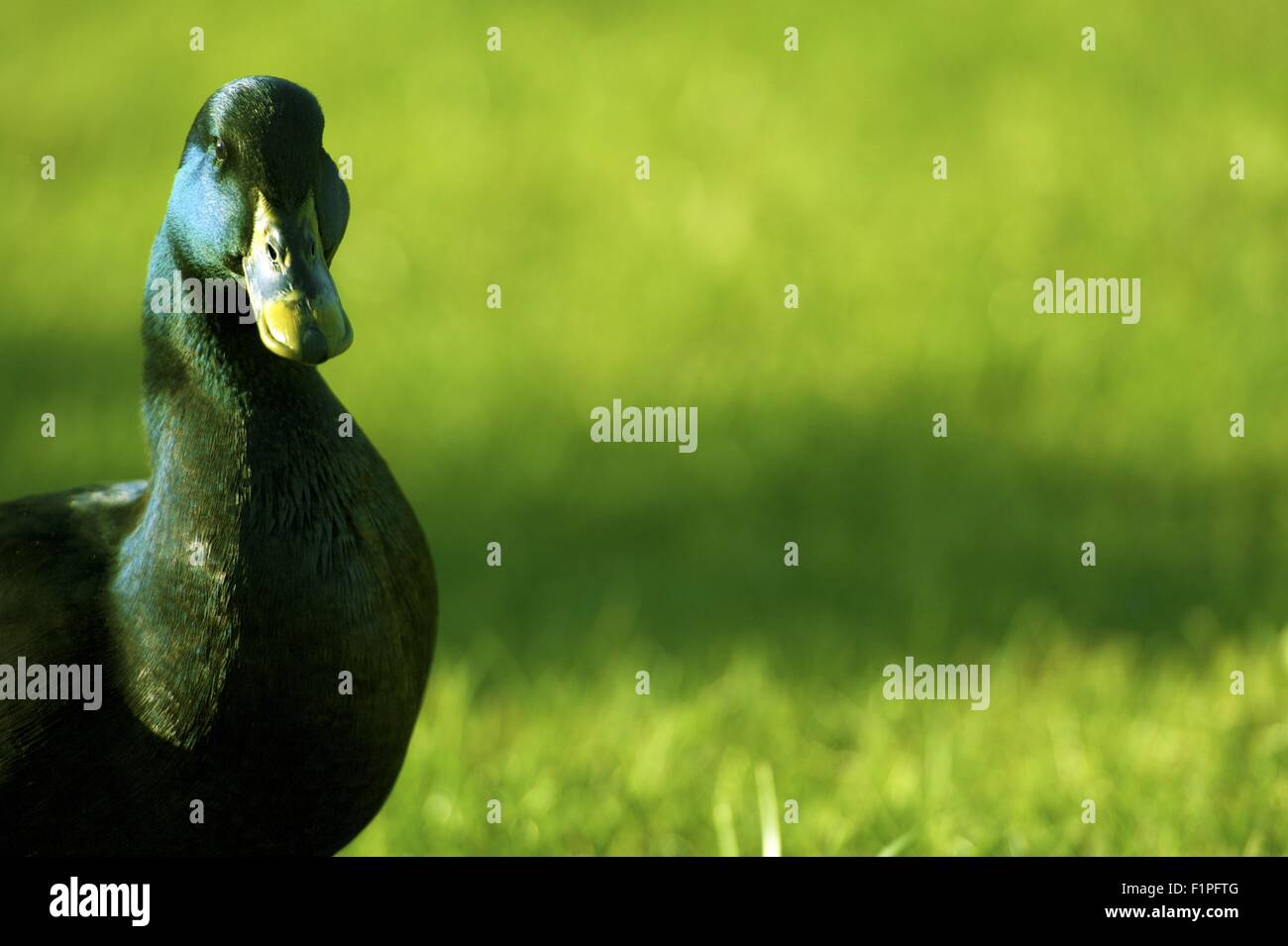 Mallard Duck - The Mallard Inhabits a Wide Range of Habitat and ...