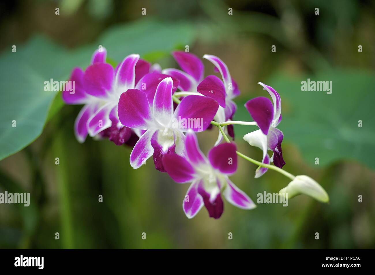 Pink Tropical Orchidee Horizontal Photo Stock Photo - Alamy