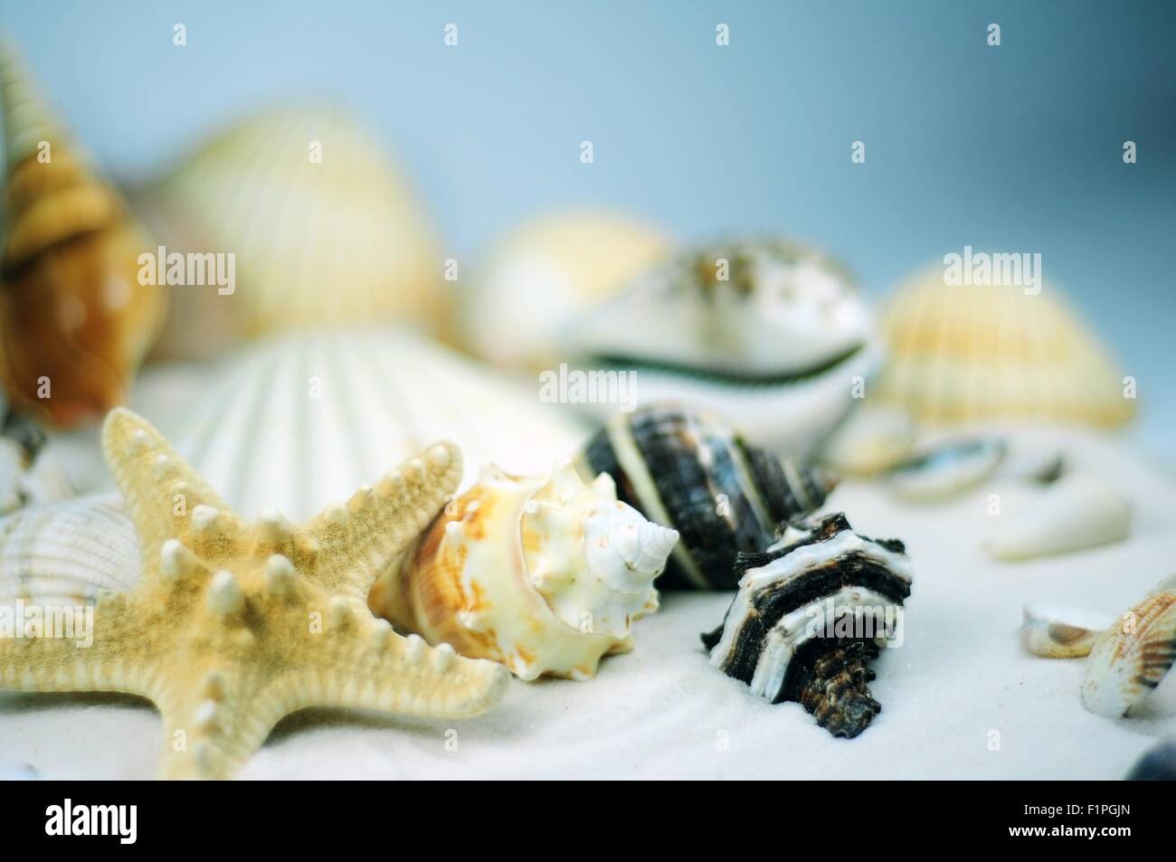 Beach Shells. Many Shells on the Tropical Beach Stock Photo - Alamy