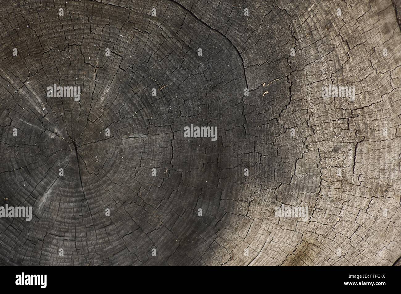 Cut Tree - Wood Texture Stock Photo - Alamy