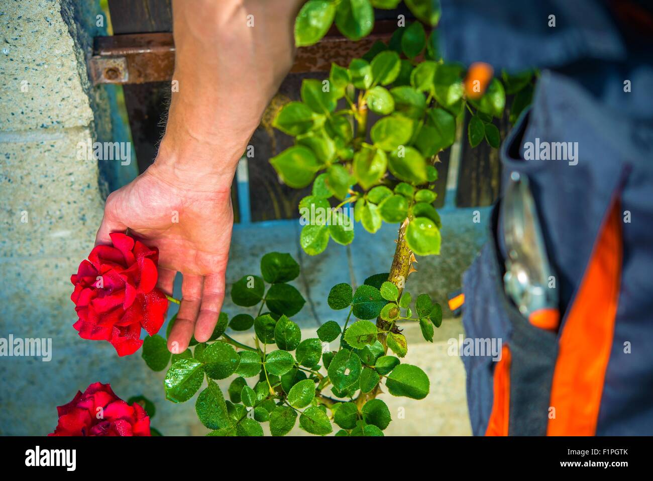 Taking Care of Red Roses. Gardener Checking on His Flowering Red Roses ...
