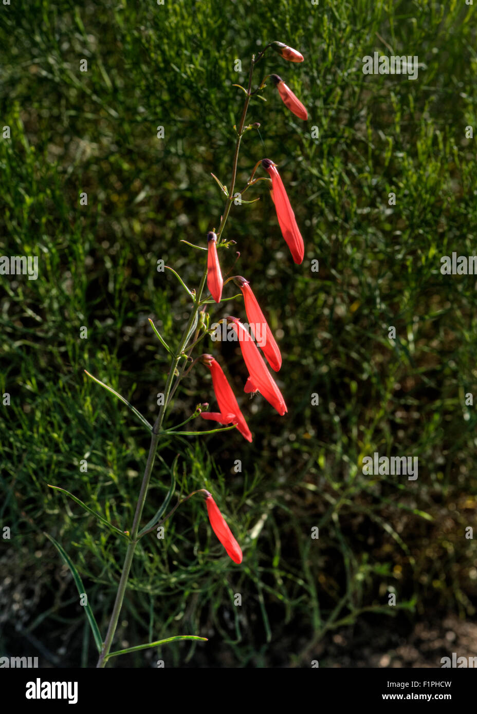 Penstemon barbatus hi-res stock photography and images - Alamy