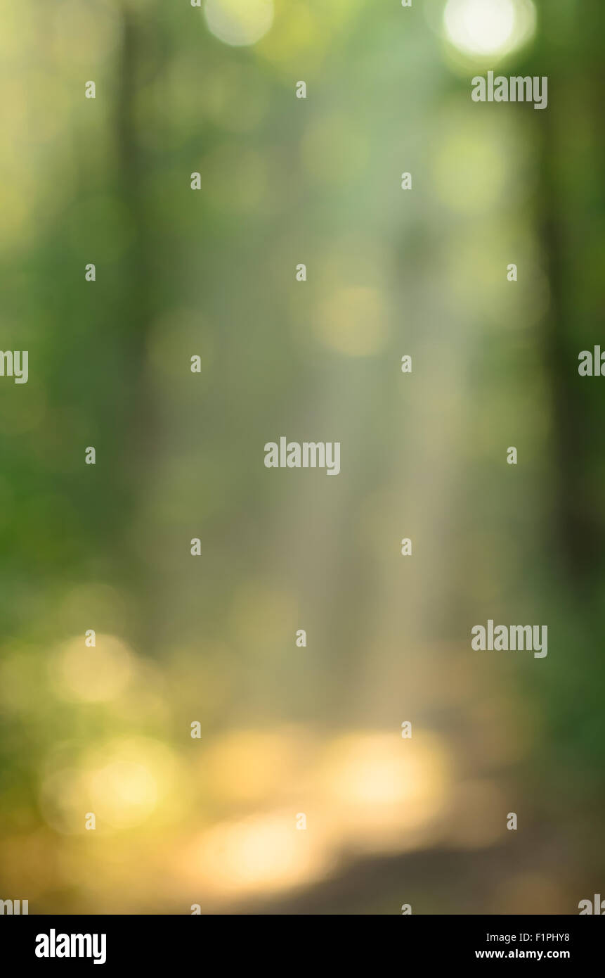 defocused fall forest background with sunbeams Stock Photo - Alamy