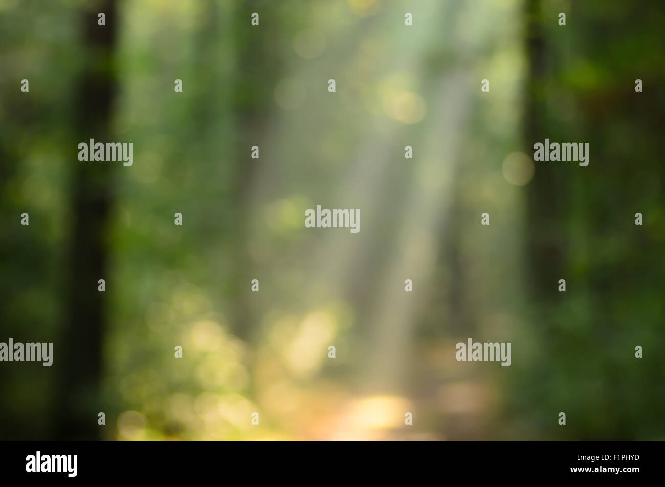 defocused fall forest background with sunbeams Stock Photo - Alamy