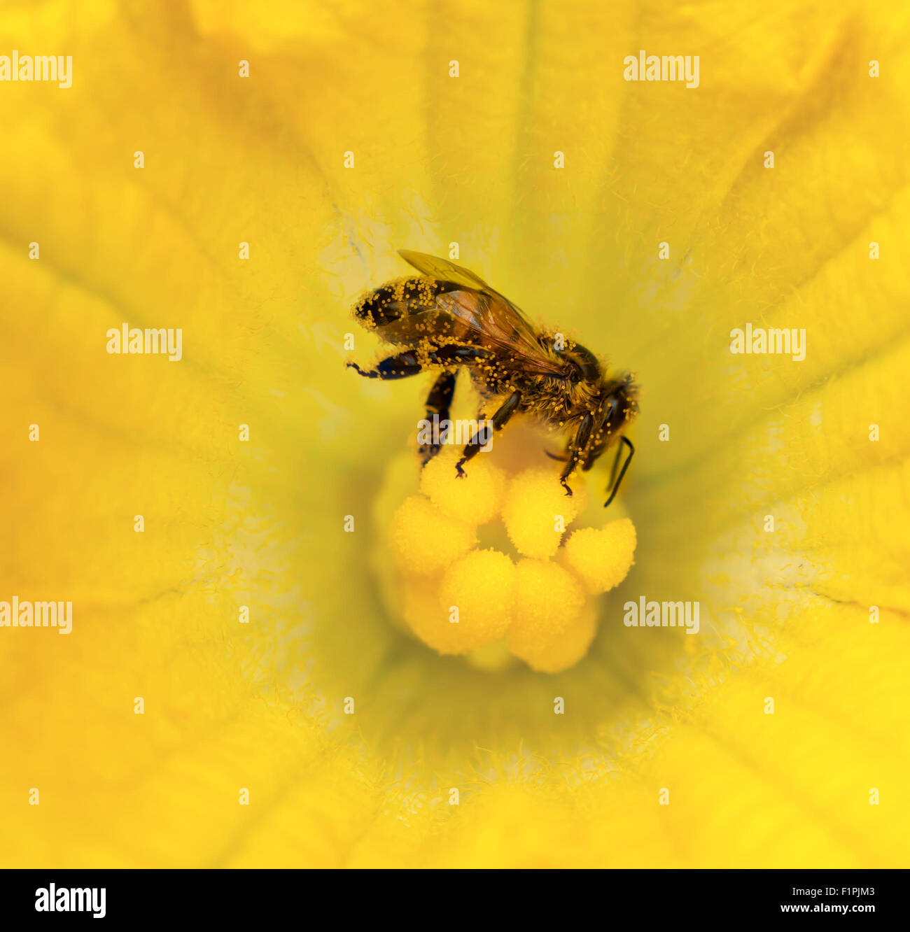 busy honey bee collecting pollen on golden yellow pumpkin flower Stock ...