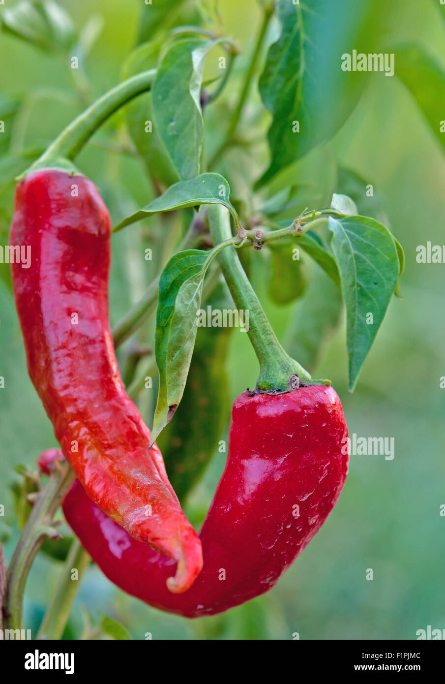 growing chili peppers. Close up Stock Photo - Alamy