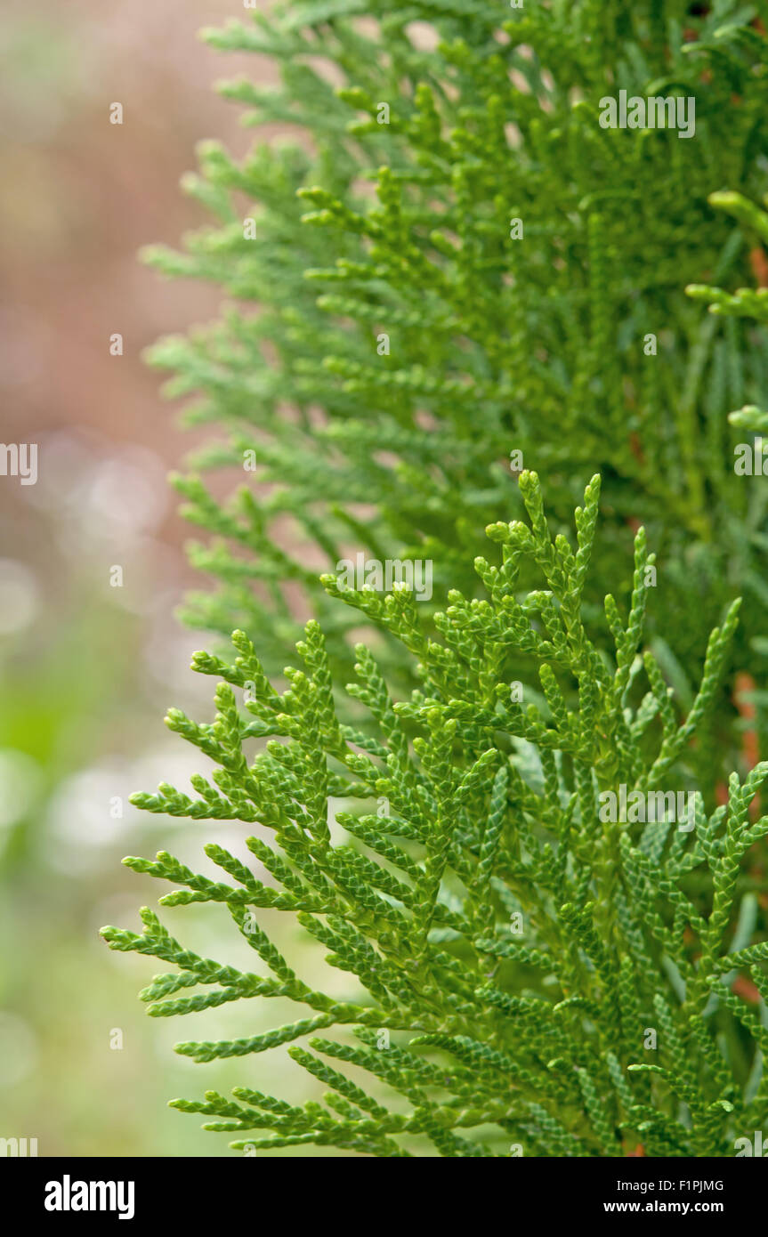 Leaves pine tree oriental arborvitae hi-res stock photography and ...