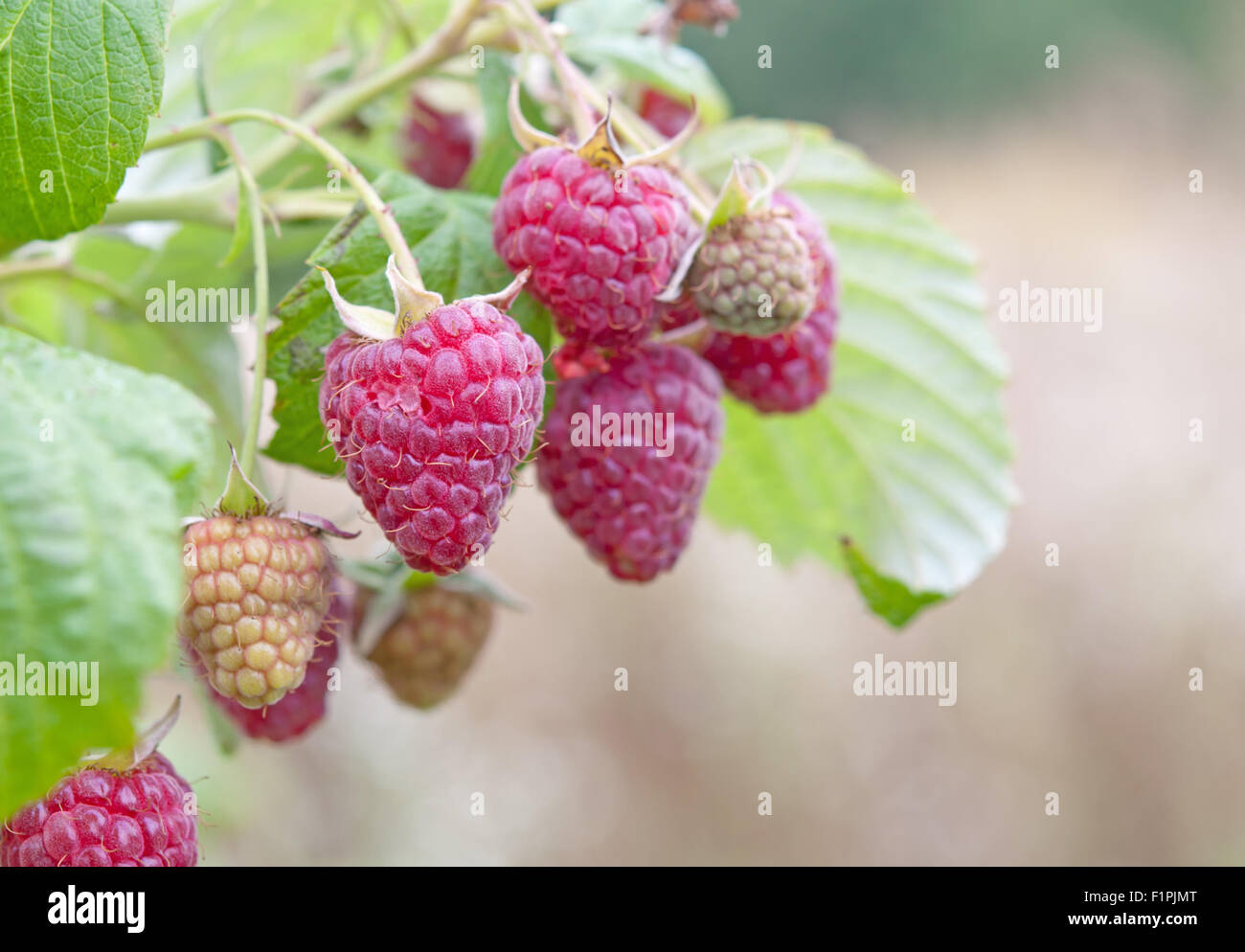 a lot of red raspberries on a bush Stock Photo - Alamy