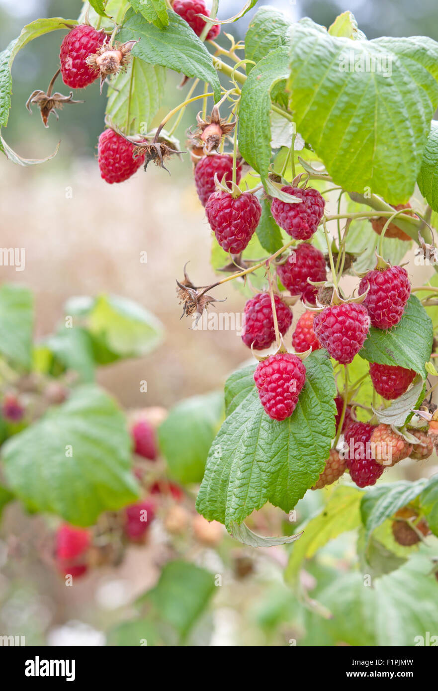close-up of the ripe raspberry Stock Photo - Alamy