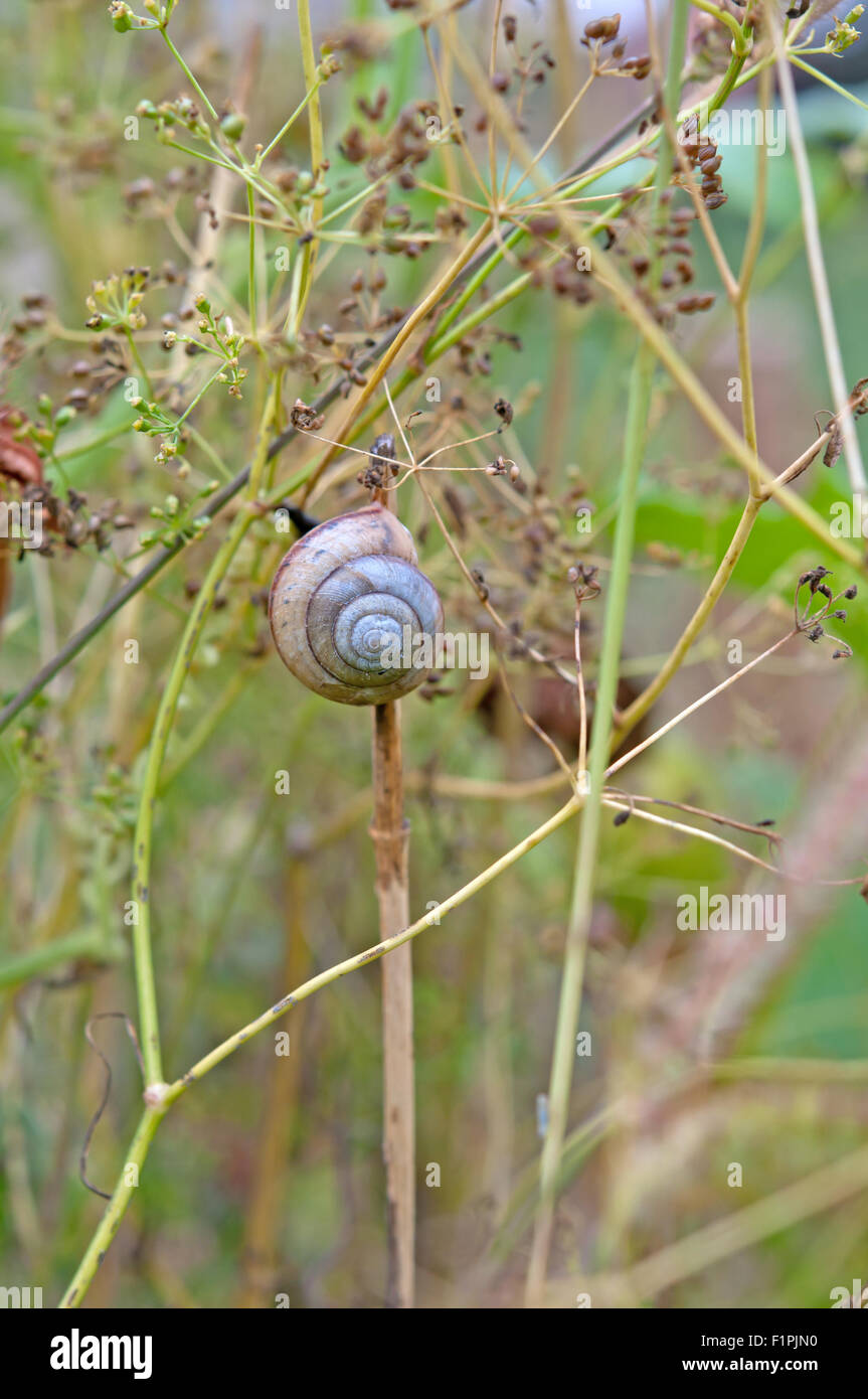 snail crawl on the stem Stock Photo - Alamy