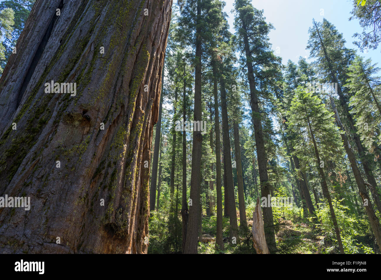 Giant Big Redwood trees in Calaveras National State Park, Senora ...