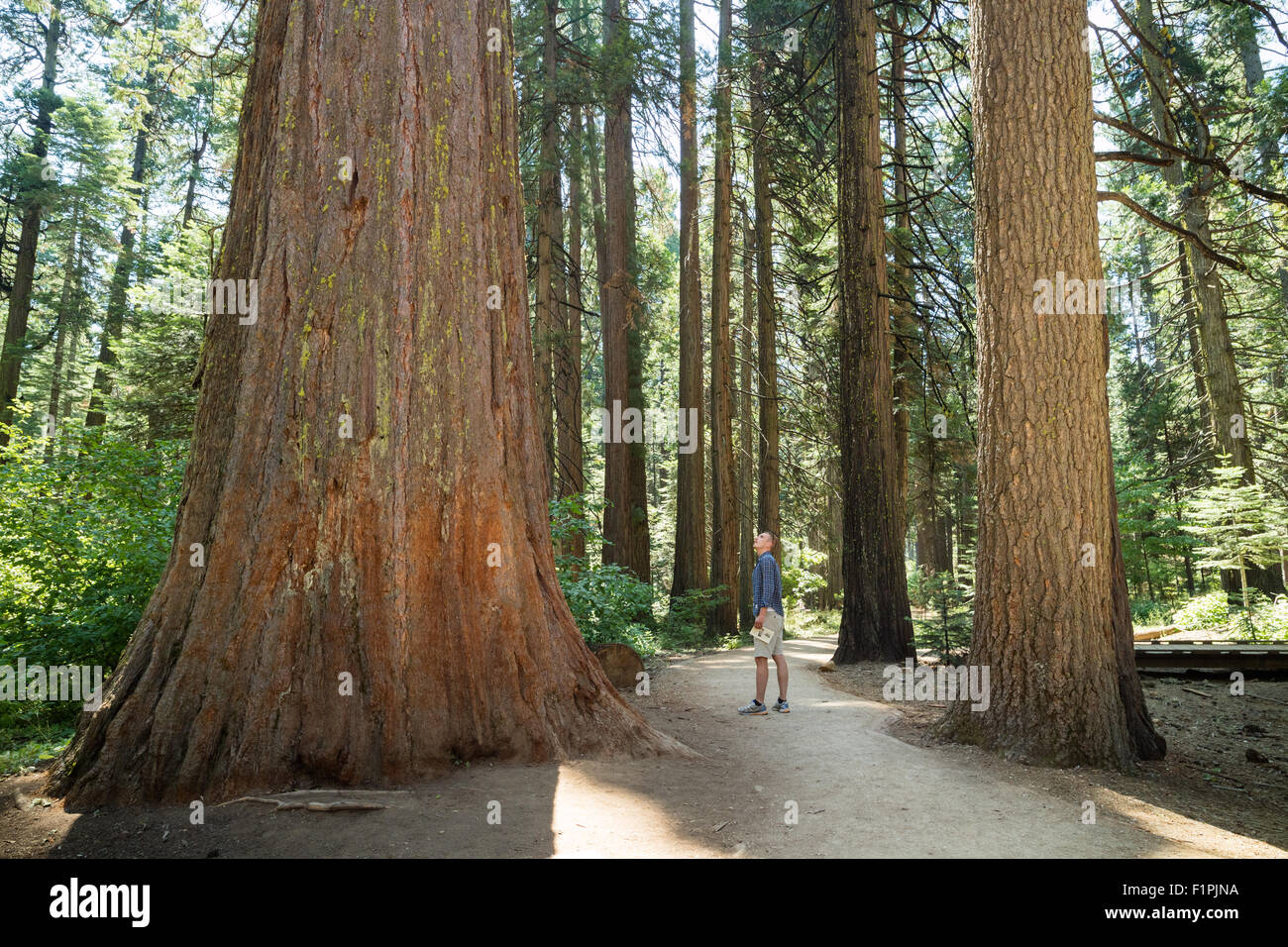 Giant Big Redwood trees in Calaveras National State Park, Senora ...